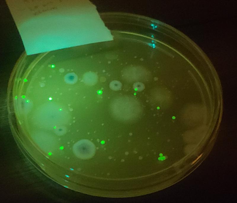 GFP Bacteria