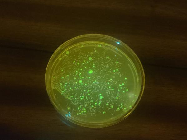 GFP Bacteria